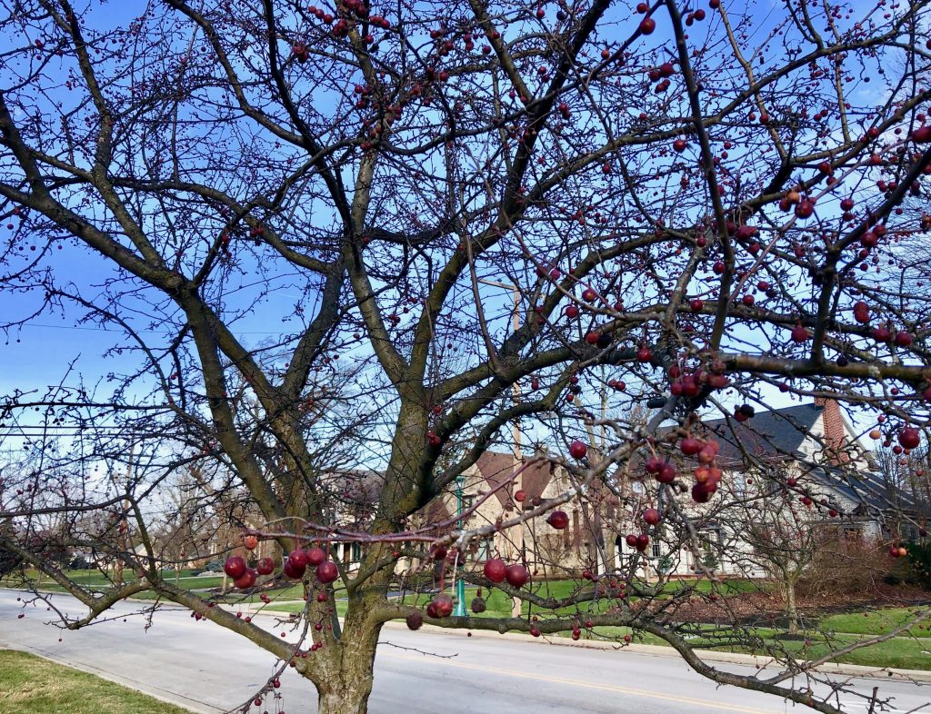 Garden Planning: Ten Ways to Add Winter Interest to Your Garden – Grow ...